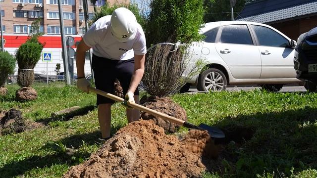 Десять молодых ивовых деревьев украсили собой одну из улиц микрорайона Инессы Арманд.