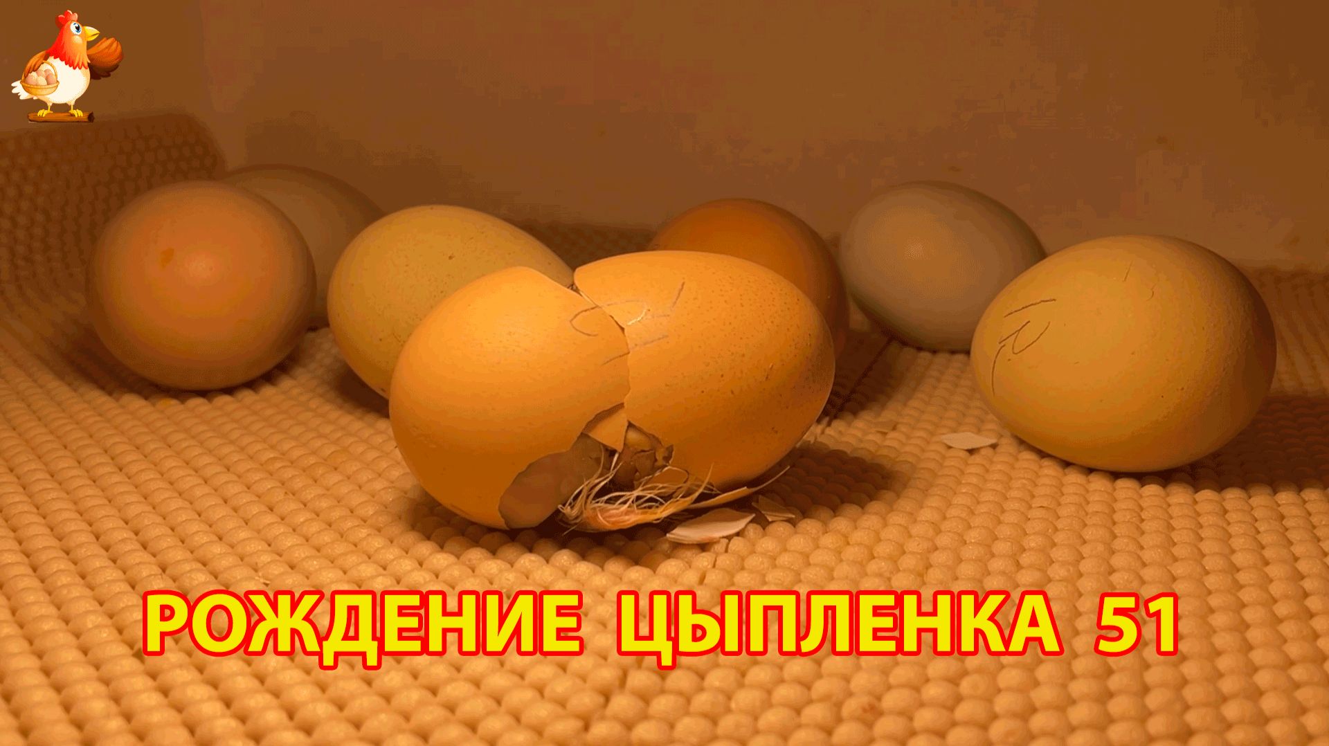 Вылупление цыпленка из яйца в инкубаторе версия 51