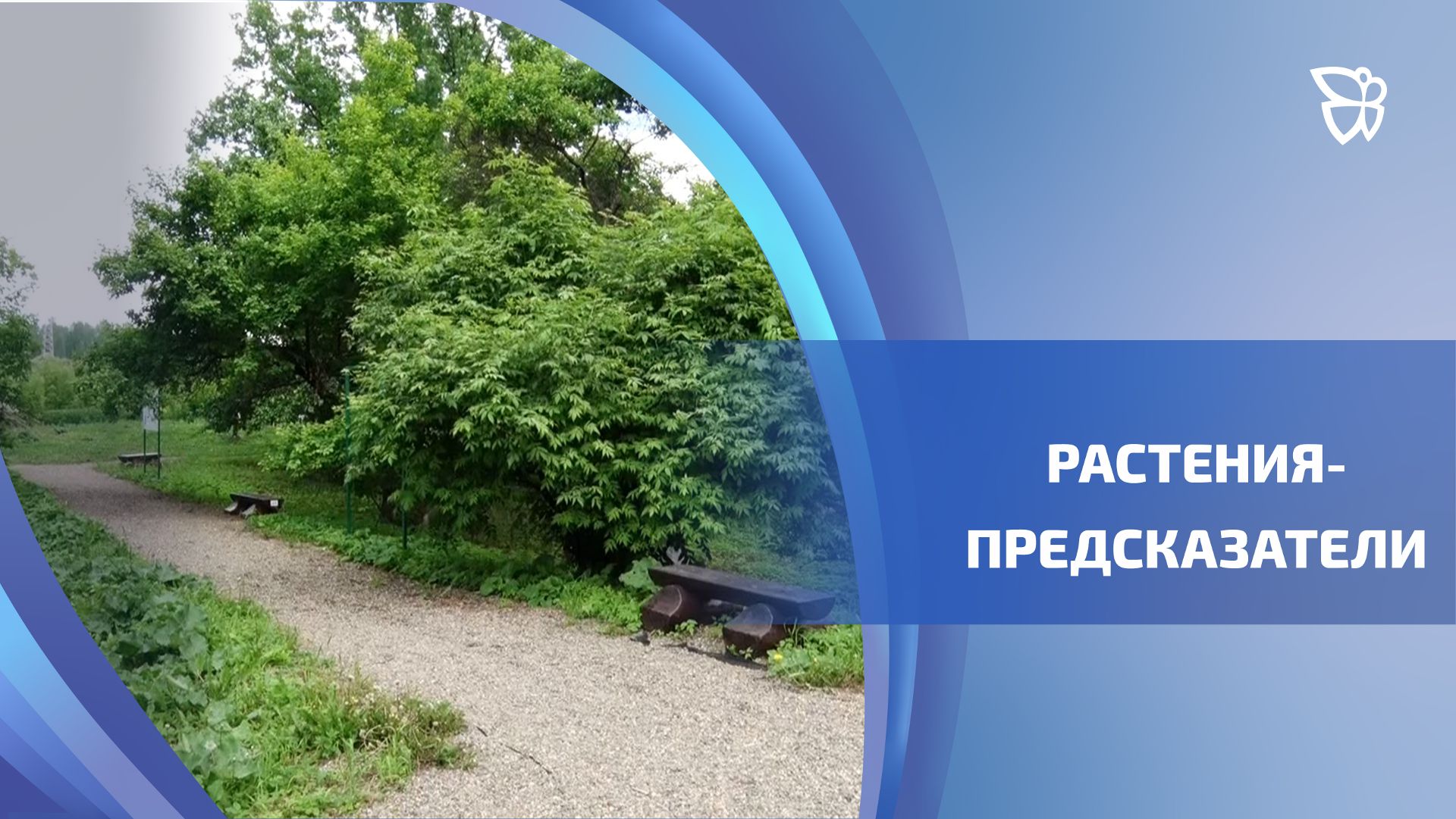 Юные натуралисты предсказывают погоду по растениям
