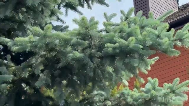 Чистка мягкой кровли от мха