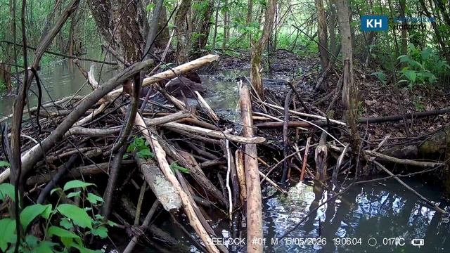 Фотоловушка в «Калужских засеках» сняла романтическое свидание бобров