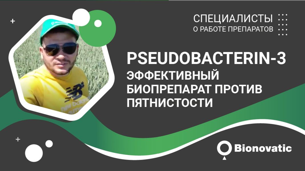 Псевдобактерин-3 - эффективный биопрепарат против пятнистости листьев
