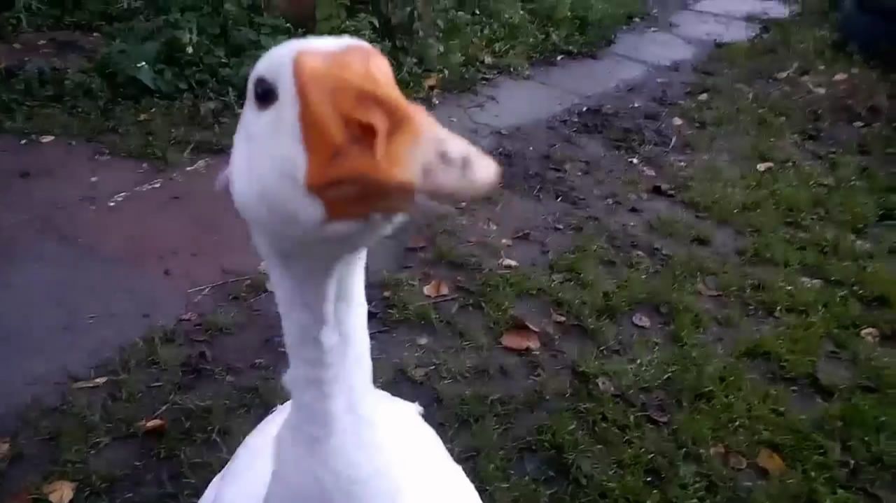 Кто испугался гуся?