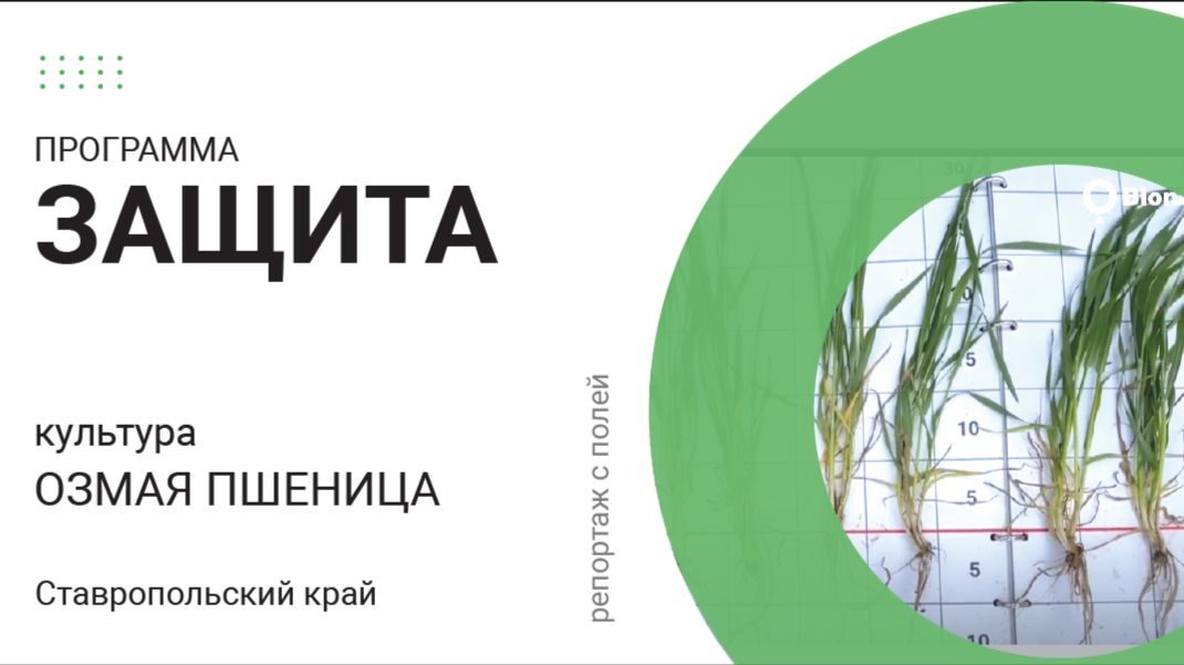 Программа "Защита" эффективна против мучнистой росы, септориоза,  прикорневых гнилей.