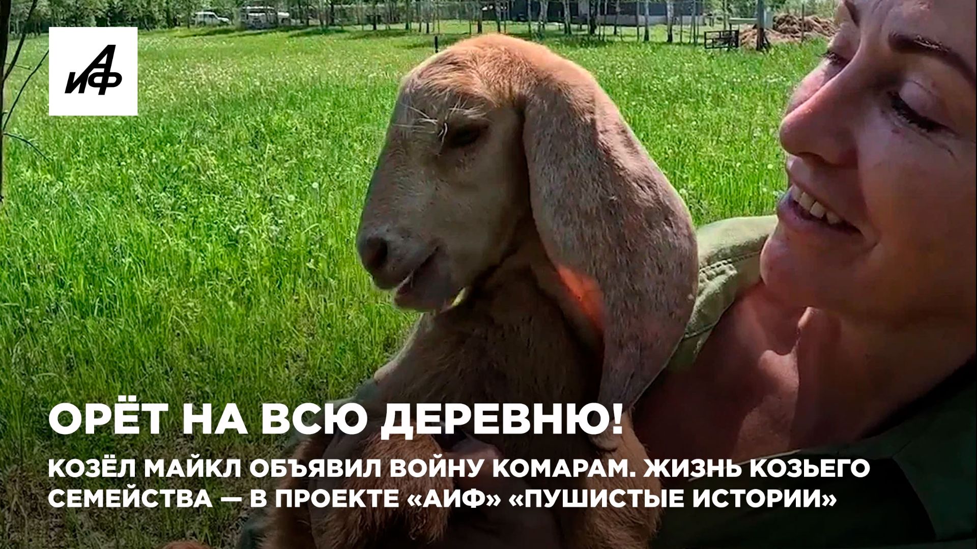 Орёт на всю деревню! Жизнь козьего семейства — в проекте «АиФ» «Пушистые истории»