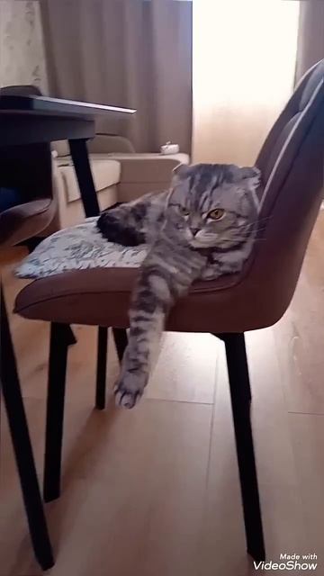 Лизавета возмущена!🐱
