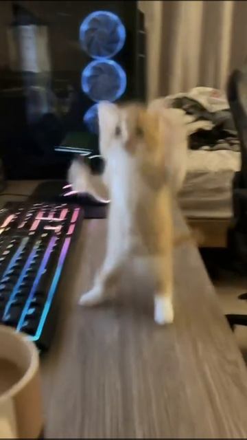 Котик танцует