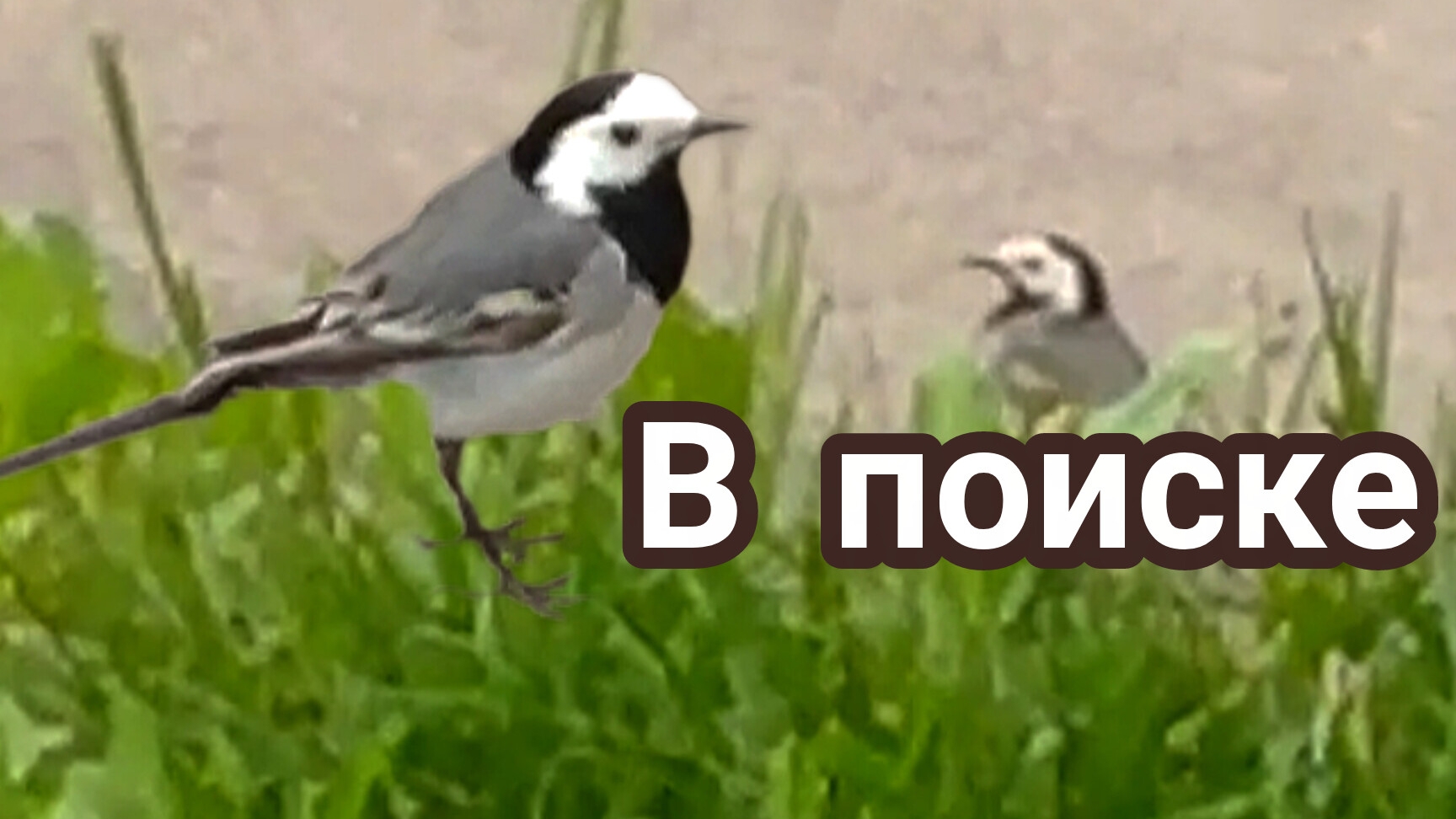 Трясогузка в поиске насекомых для птенцов