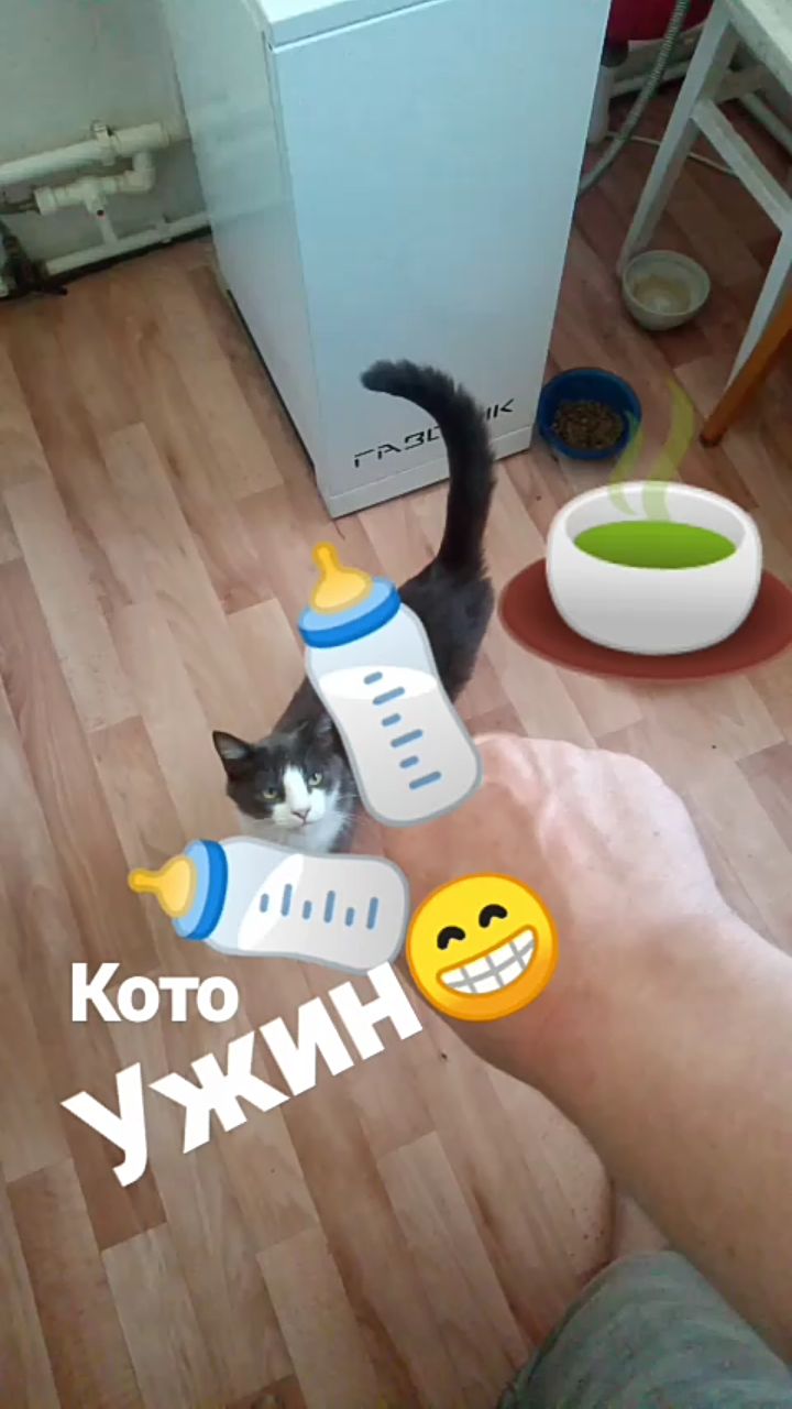 Дымок спит Кошка Фрося кушает как в ресторане