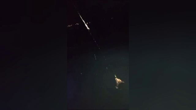 Работала кальмарница White fish от Mr. Musurok 🔥