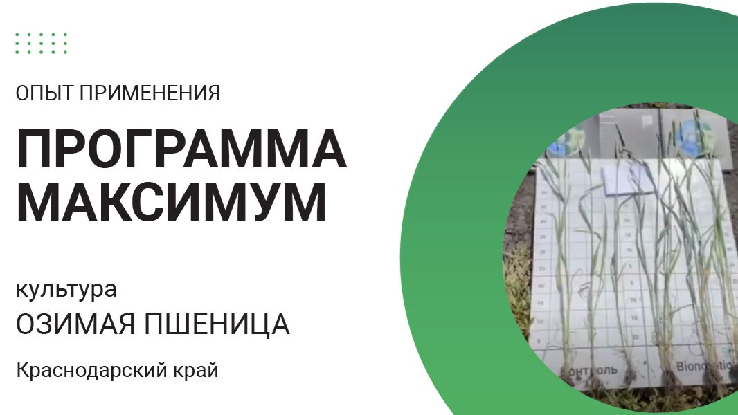 Защита озимой пшеницы от мучнистой росы. Обработка программой "Максимум"
Краснодарский край