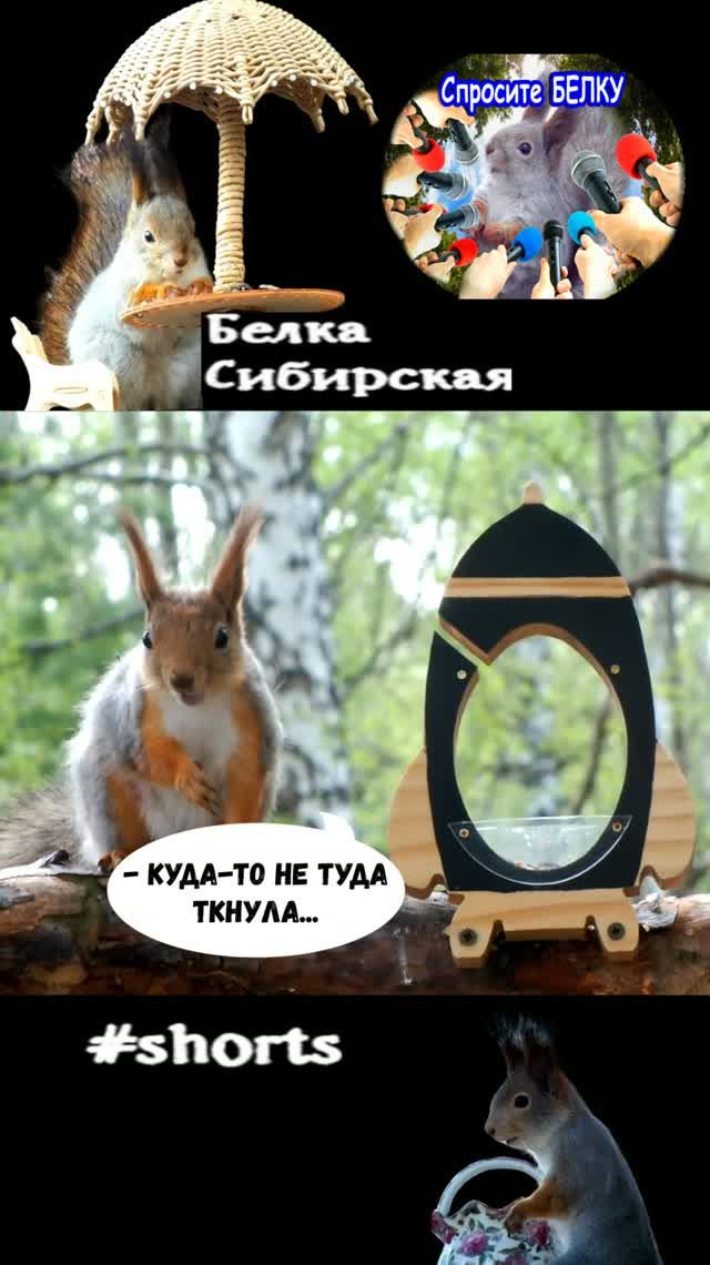 Белка без Стрелки