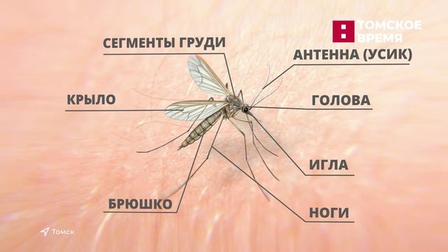 В Томской области ожидается увеличение численности комаров