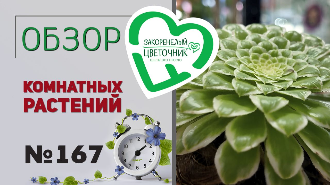 Обзор и распаковка. Очень редкие, необычные растения, фиалки, пальмы, хойи, папоротники, фикусы №167