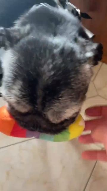 VID-20260608-WA0001