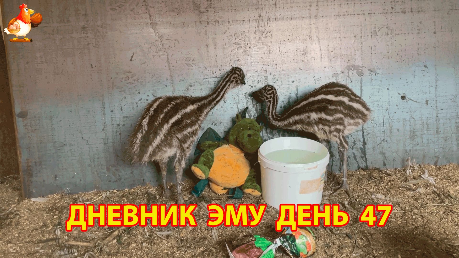Дневник страусят Эму день 47