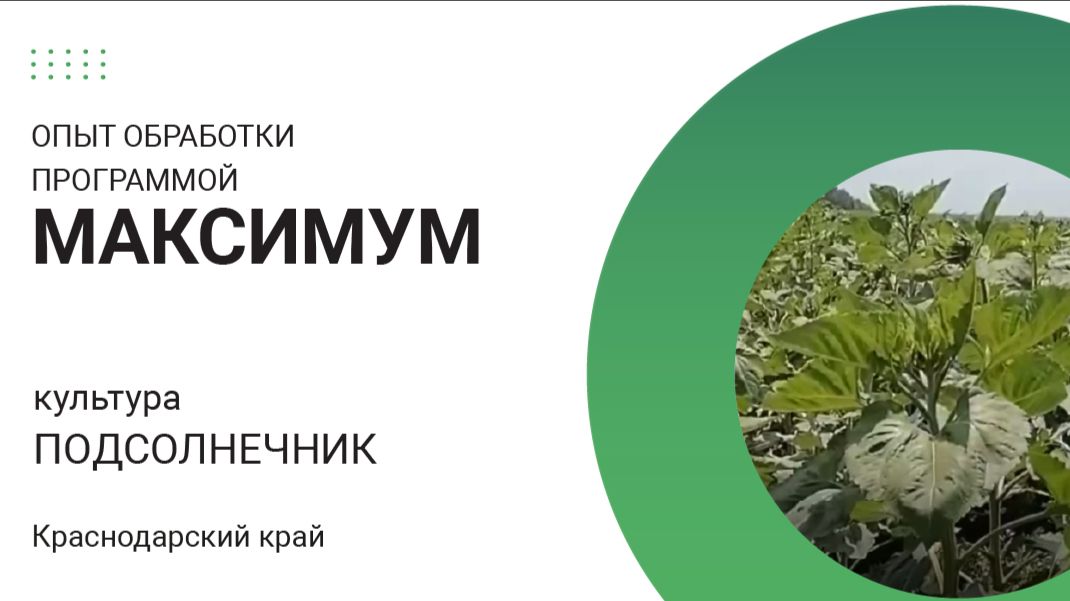 Применение биопрепаратов при возделывании подсолнечника.
Преимущества программы «Максимум»: