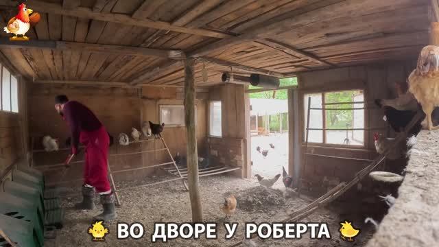 Содержание кур в домашних условиях и других птиц во дворе у Роберта 🐣🐤🦆🐔🪿🦃 (517)