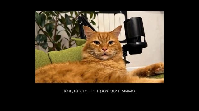 5 способов достать хозяина