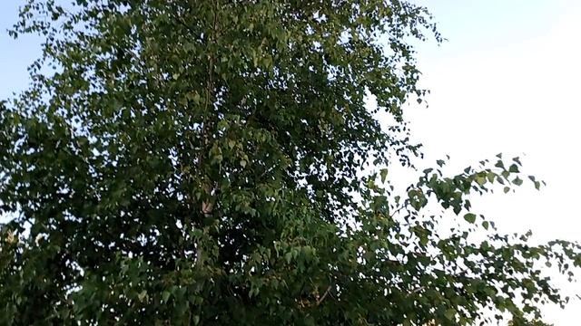 Вечерняя прогулка по парку 08.06.2026. Что за кустарники такие в цвету?