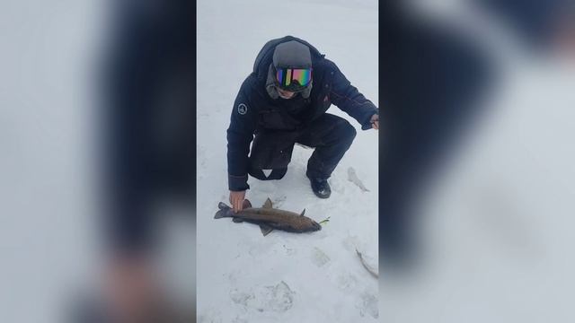 Ленок на раттлин 60 мм (14.5 гр) №56 от Mr.Musurok 🔥