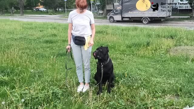 Кане корсо Зевс. Фрагмент индивидуального занятия по дрессировке. Тольятти, 16 мая 2026.