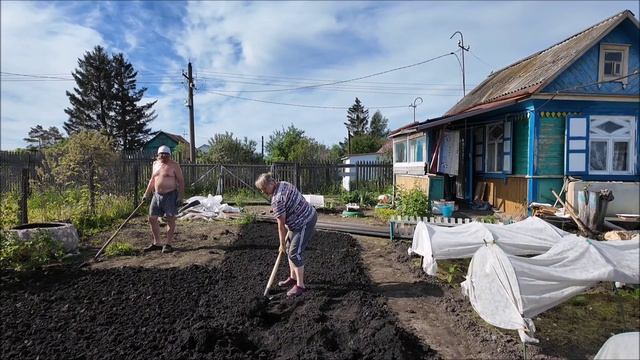 Утро ранне, а мы уже работаем /  Посадила капусту / Высадила помидоры