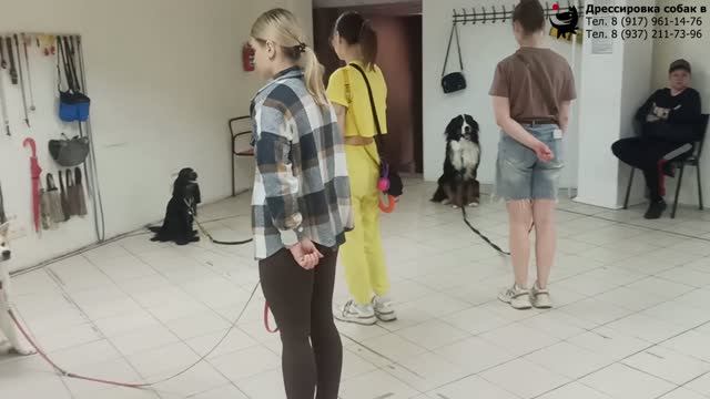 Занятие в группе по дрессировке: команды Сидеть, Ко мне, Рядом. Тольятти, 16 мая 2026.