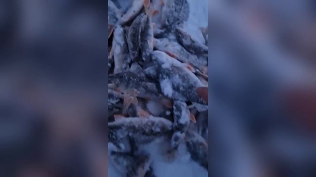 Окунь на раттлин 60 мм 14,5 гр №56  от Mr. Musurok  🔥