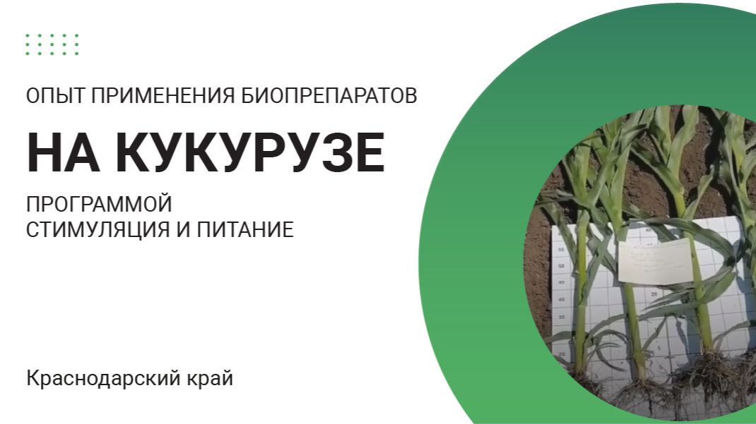 Влияние биопрепаратов на рост и развитие  кукурузы
