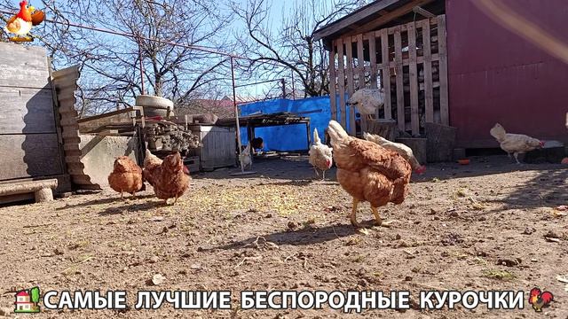 Курочки дворовые селяночки лучшие беспородные несушки 🥚 (18)