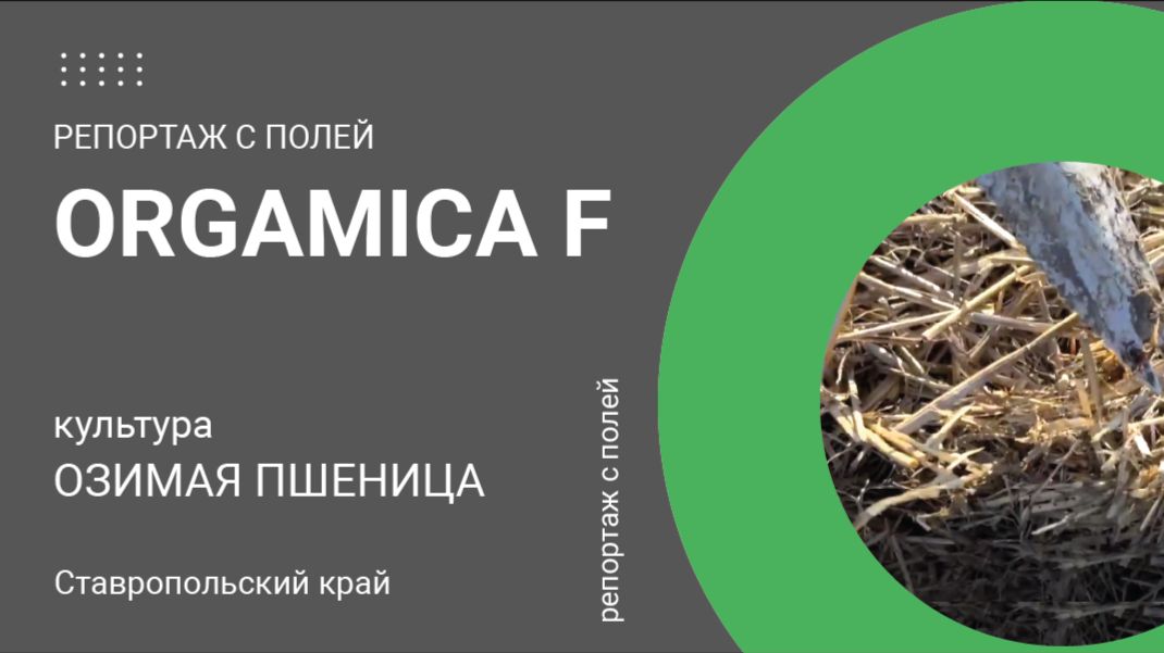 Репортаж с полей. Применение Orgamica F в Ставропольском крае