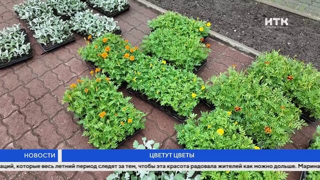 Цветут цветы