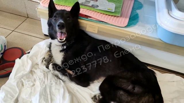 08.06.26 Жизнь еле теплится, а играть хочется