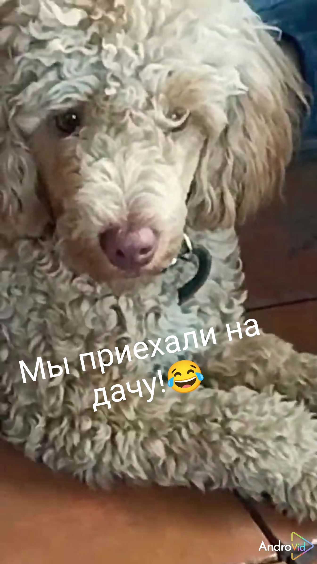 Мы приехали на дачу и сразу устали! 😂 08-06-2026