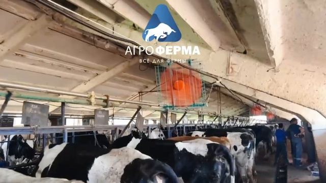 12 вентиляторов против жары: как сохранить надои летом?
