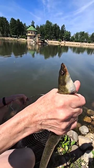 А он всё это время был рядом… 👀🐍что за рыба....