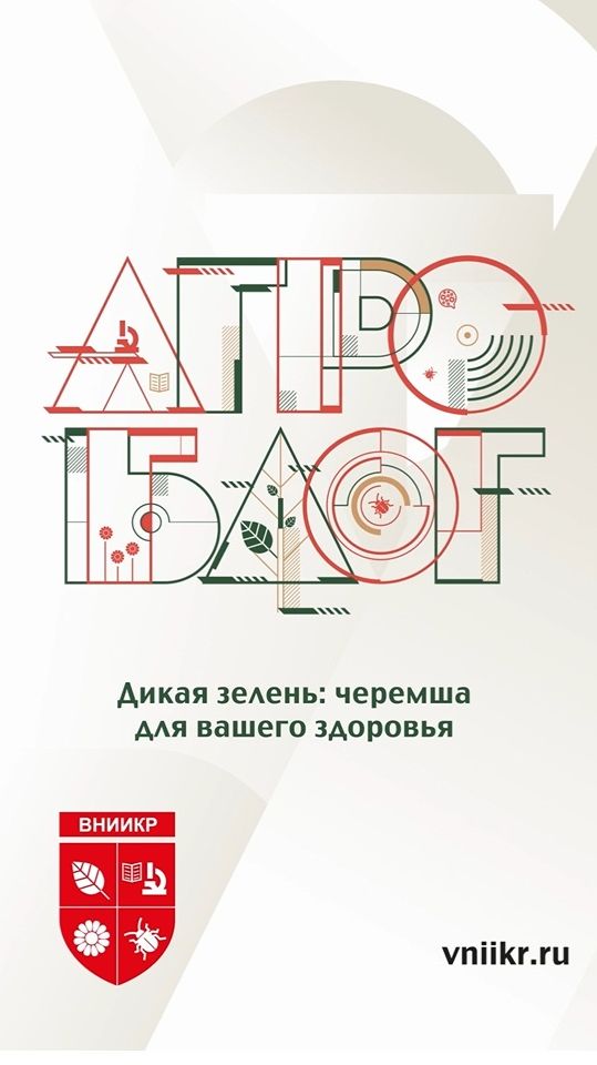 Дикая зелень: черемша для вашего здоровья