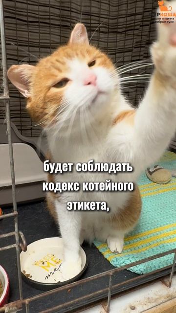 Янгон ждёт вас в приюте #Муркоша