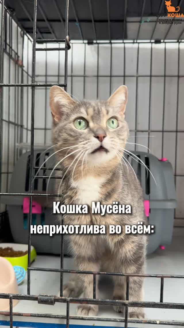 Мусёна ждёт вас в приюте #Муркоша
