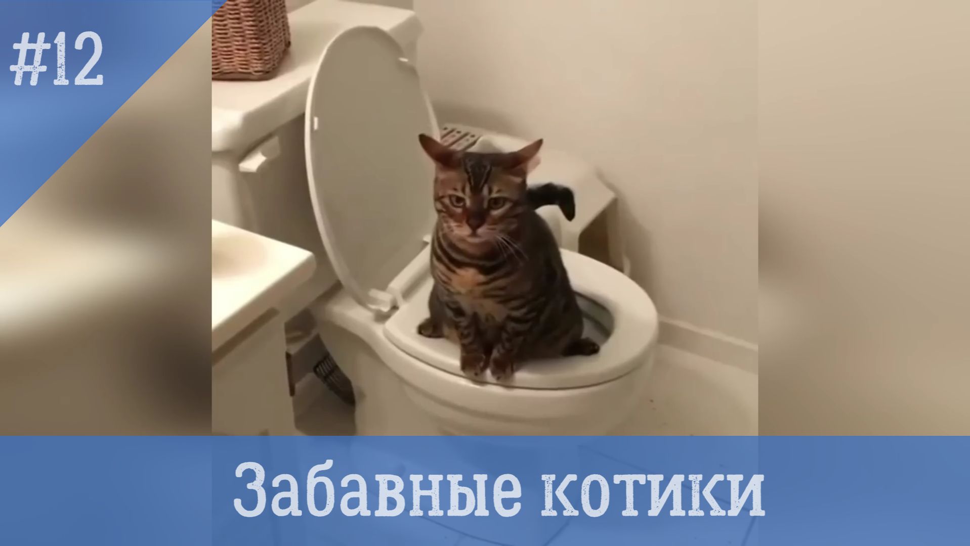 Забавные котики #12. Самые смешные видео с котами и кошками.