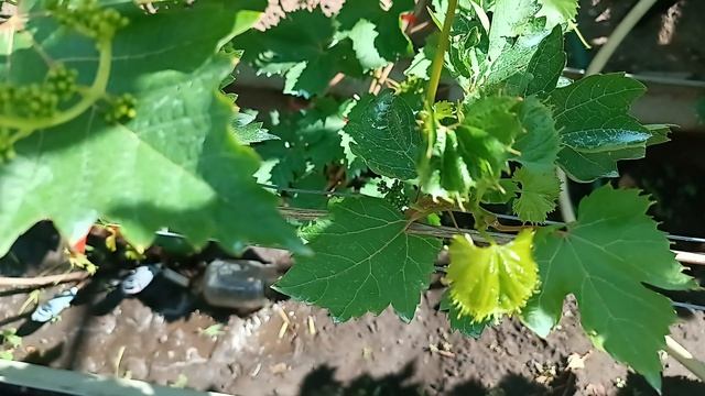 Пропали все прививки. 08.06.2026 год
