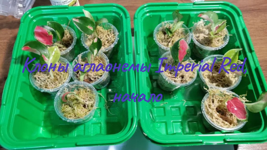 Клоны аглаонемы, адаптация, начало #клон #аглаонема #адаптация #клонырастений #комнатныецветы #цветы