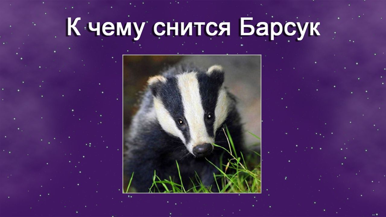 К чему снится Барсук - толкование сна