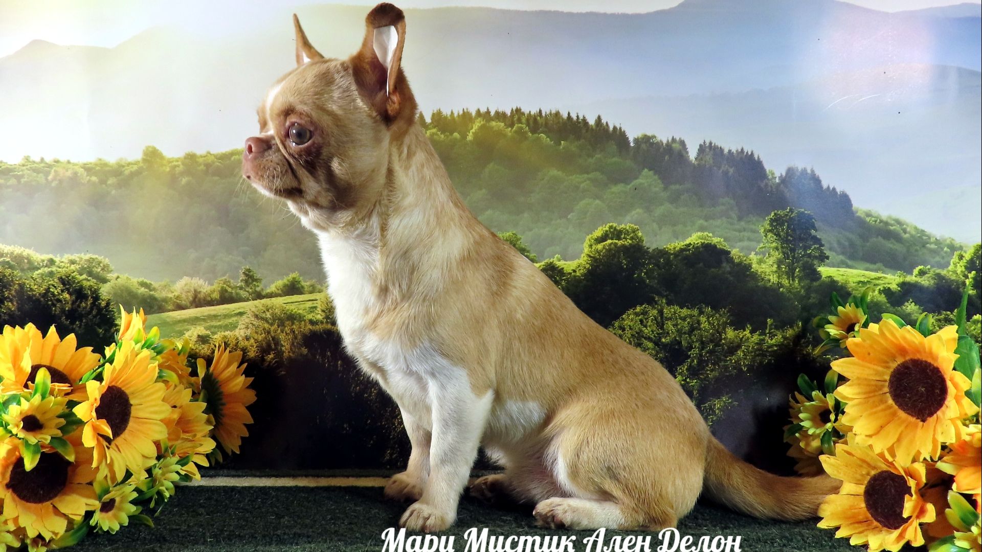 Чихуахуа мальчики ОТ 40 тр, девочки ОТ 35 тр 08/06/26 #купить_чихуахуа_продаю_щенка +79215950848