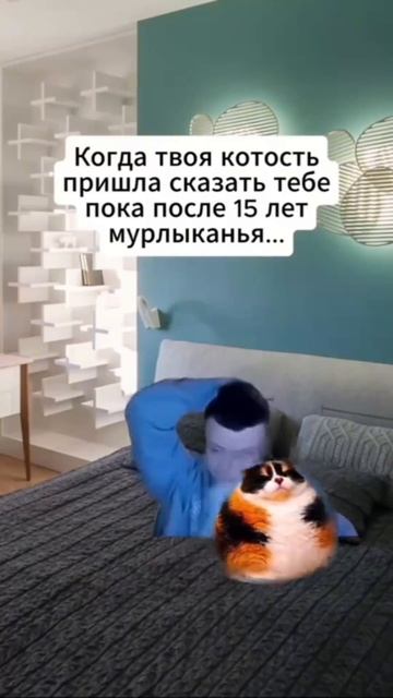 Котость
