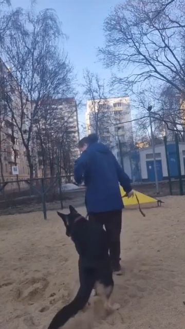 ВЕО Валентлайф Чарльз Чейс Честертон,2 года.Дрессировка продолжается