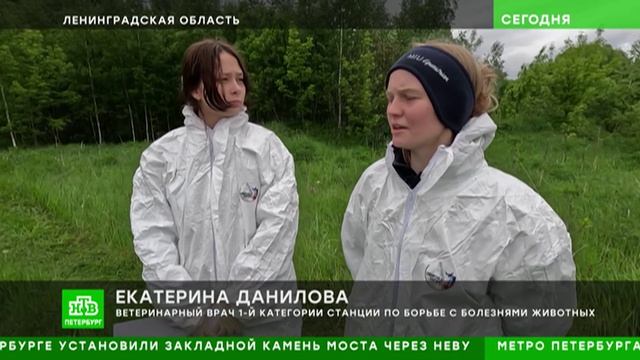 В Ленобласти приступили к сезонной профилактике бешенства диких животных
