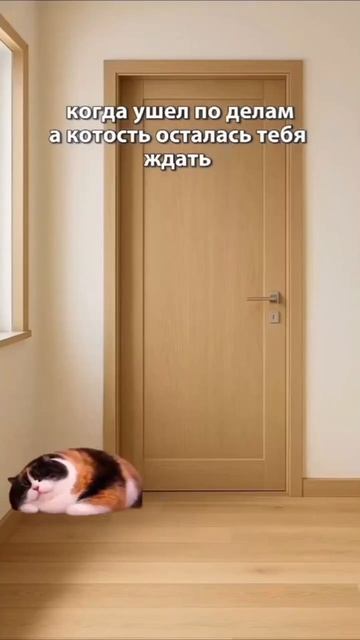 Котость