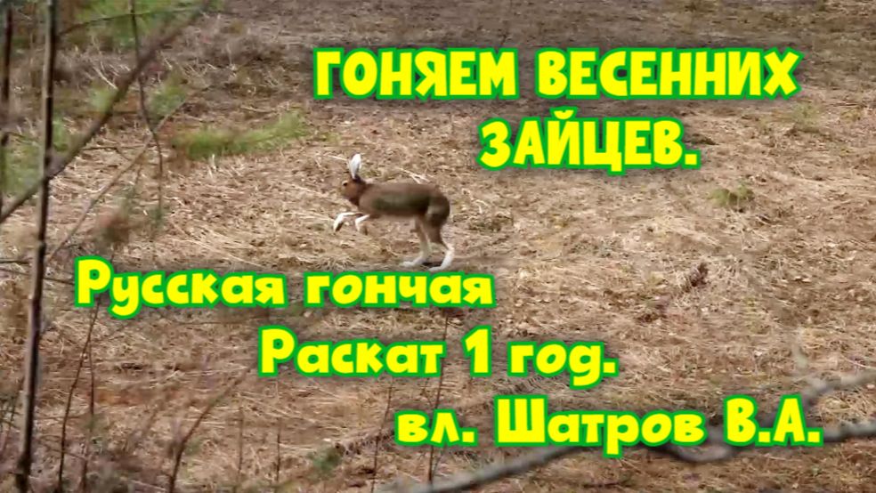ГОНЯЕМ ВЕСЕННИХ ЗАЙЦЕВ. Русская гончая Раскат 1 год.  вл. Шатров В.А.#охота #топ #hunting